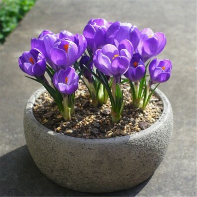 20 SEEDS Violet Purple CROCUS fragrant flower exotic garden bed plant ...