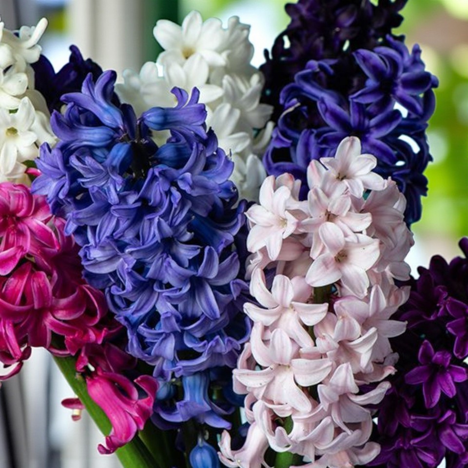 Hyacinth 12 x Bulb Mix - Nurseryman's Easy to Grow Spring Perennial ...
