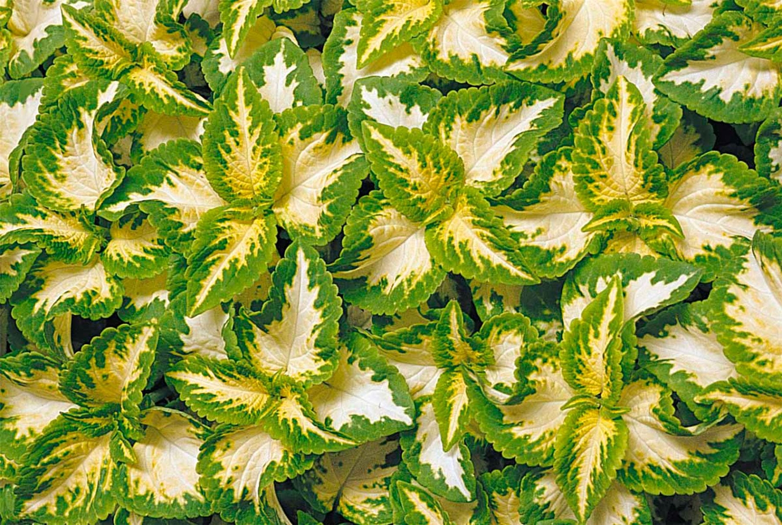 Flower - Coleus - Wizard Jade - 30 Seeds | eBay