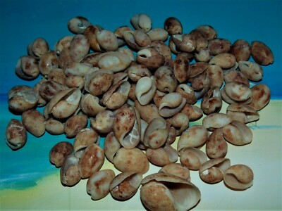 1/2 POUND OF BULLA AMPULA SEA SHELLS, BEACH DECOR NAUTICAL CRAFT ...