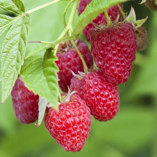 British Columbia Tulameen Raspberry Plant -20 Seeds- Giant Ruby Red ...