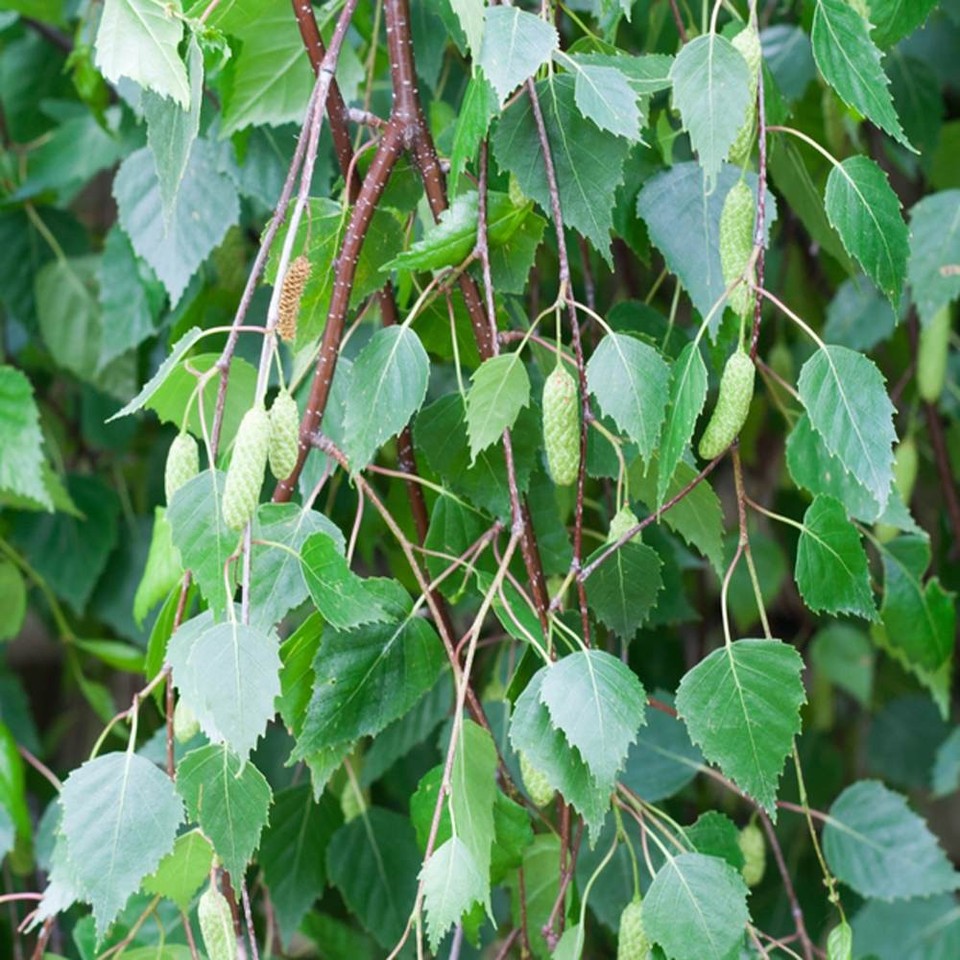 Pianta di Betulla PENDULA piangente Youngii h 100 cm in vaso 18 cm ...