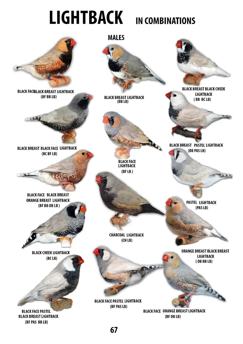 Pet Zebra Finches