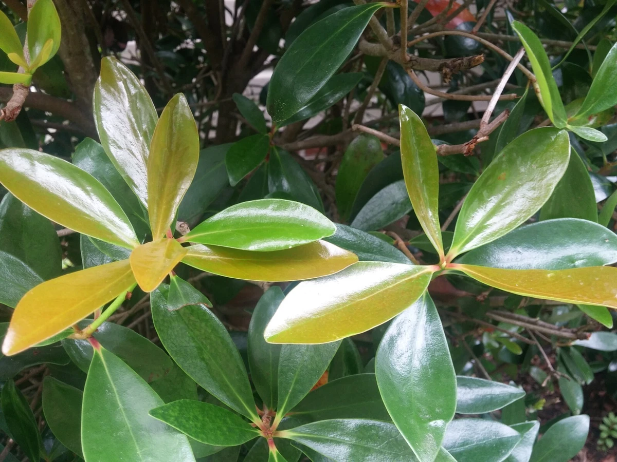 Dwarf Cleyera Japonica