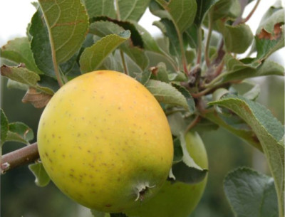 GREFFON - Pommier -‘'Reinette Ananas'- Malus domestica | eBay