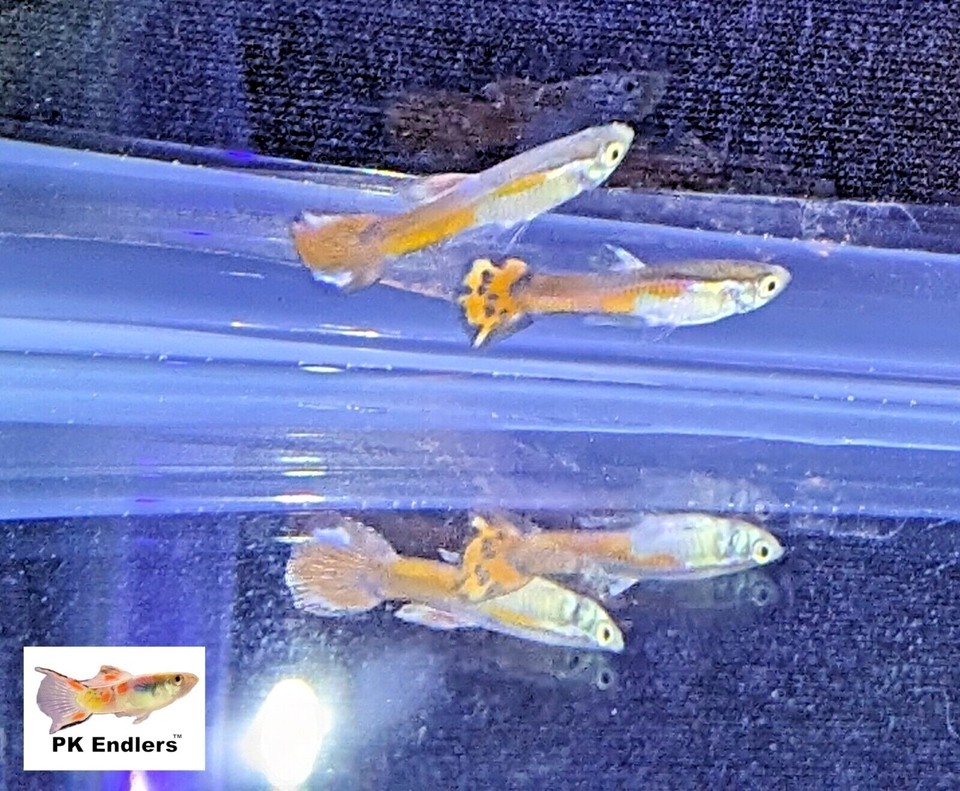 PK Endlers ENDLER/GUPPY HYBRIDS FOR OUTDOOR WATER GARDENS - YOU CHOOSE ...