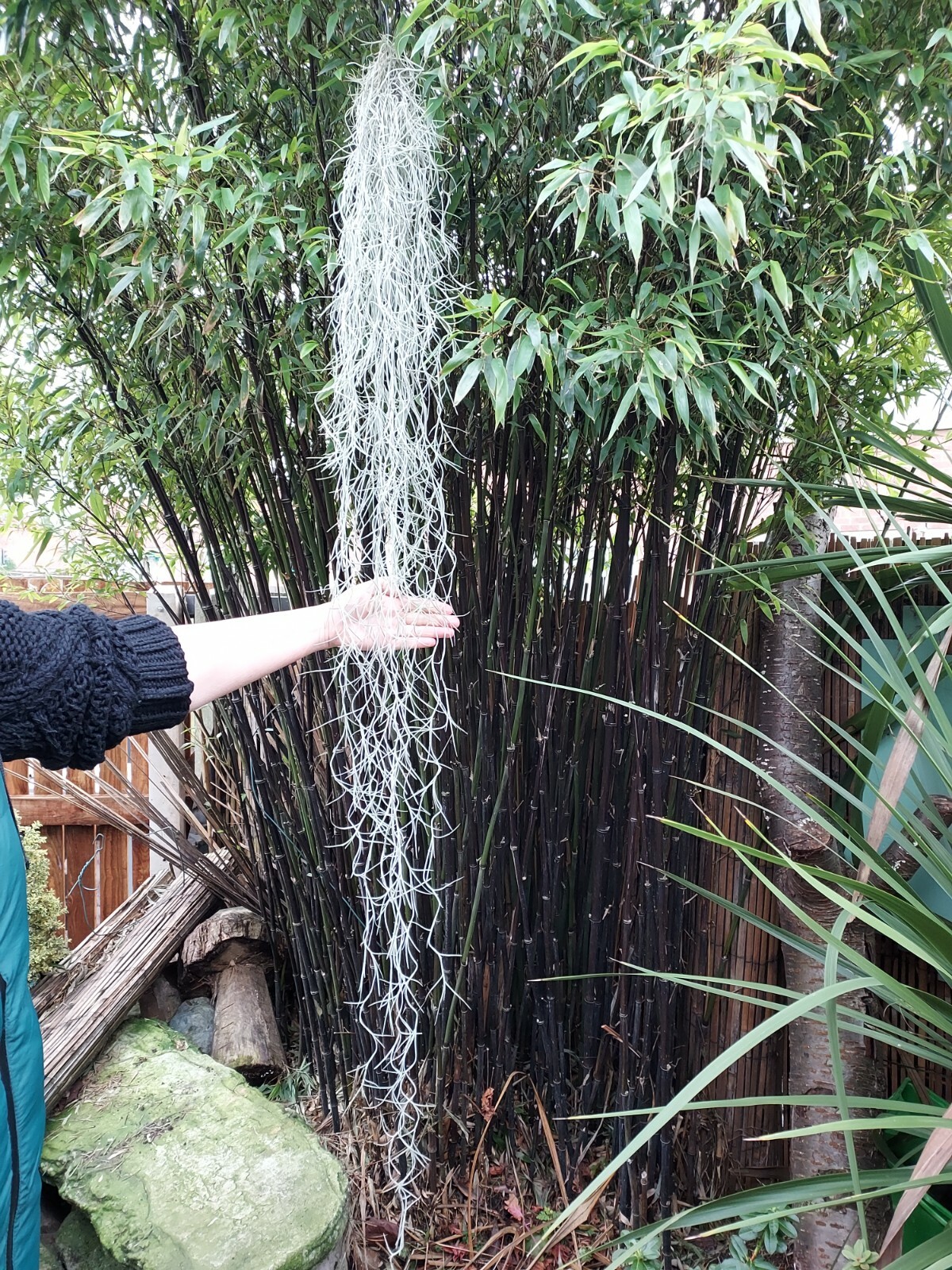 Spanish Moss Tillandsia Usneoides | Trailing Airplant | 25 to 30cm long ...