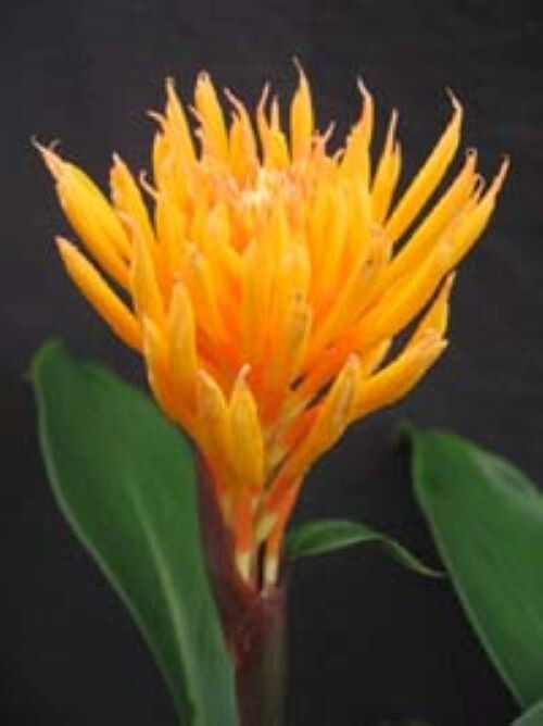 Golden Brush Dwarf Ginger - Burbidgea schizocheila- SMALL ROOTED ...