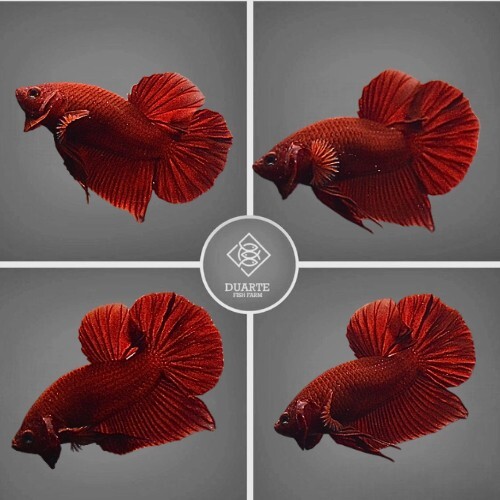 Live Betta Fish High Quality HMPK Super Red Male -USA Seller # S103 | eBay