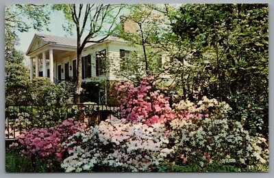 Memphis TN Scrubwood Blooming Commidendrum rugosum c1964 Postcard | eBay