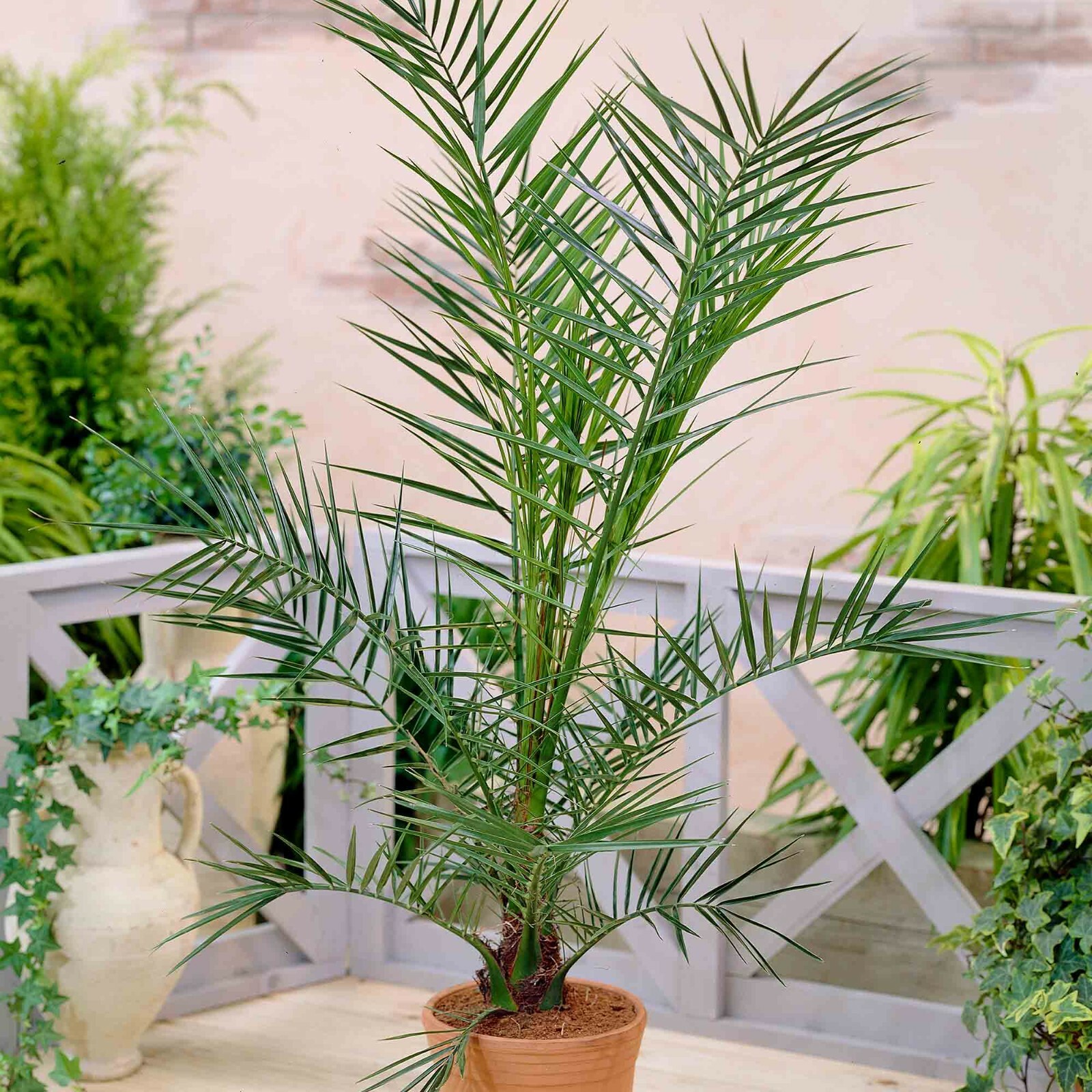 Suttons Phoenix Palm Plants Evergreen Palm Tree Canary Island 2 x in 1 ...