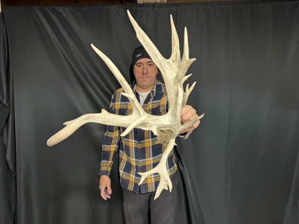150” Whitetail Deer Shed Antler Taxidermy Mount Cabin Decor Craft Buck ...