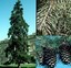 Himalayan Spruce, Picea smithiana, (Morinda Spruce), Tree Seeds ...