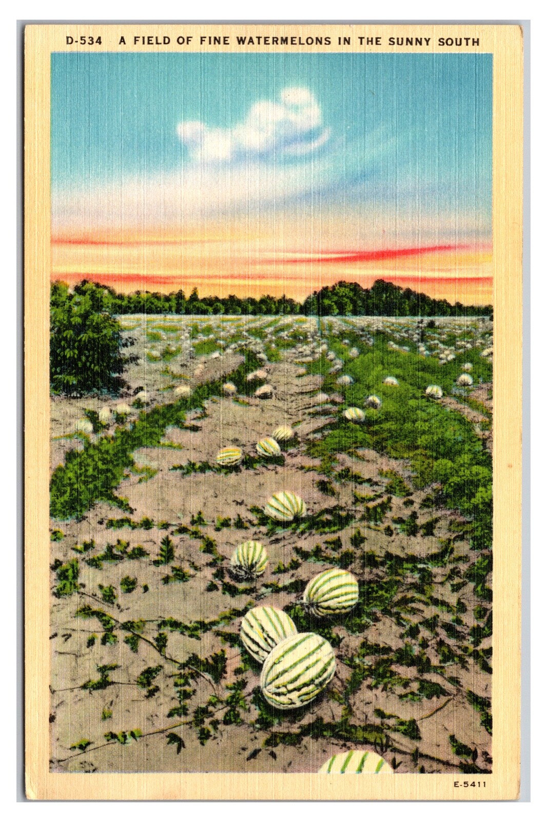 Vintage 1930s- A Field of Fine Watermelons in The South Postcard ...