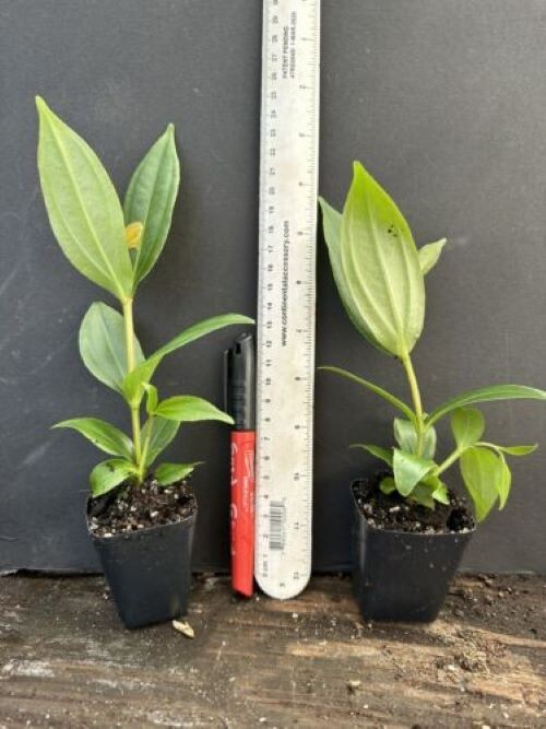 Royal Intenz Magnifica Medinilla Plant~Live Well Rooted STARTER Plant ...