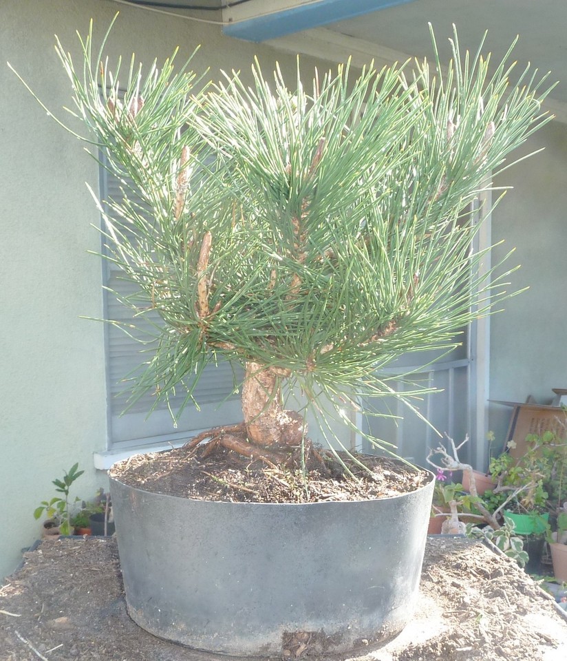 Japanese Black Pine Pre Bonsai Dwarf Kifu Fat Trunk Nice Nebari Pinus ...