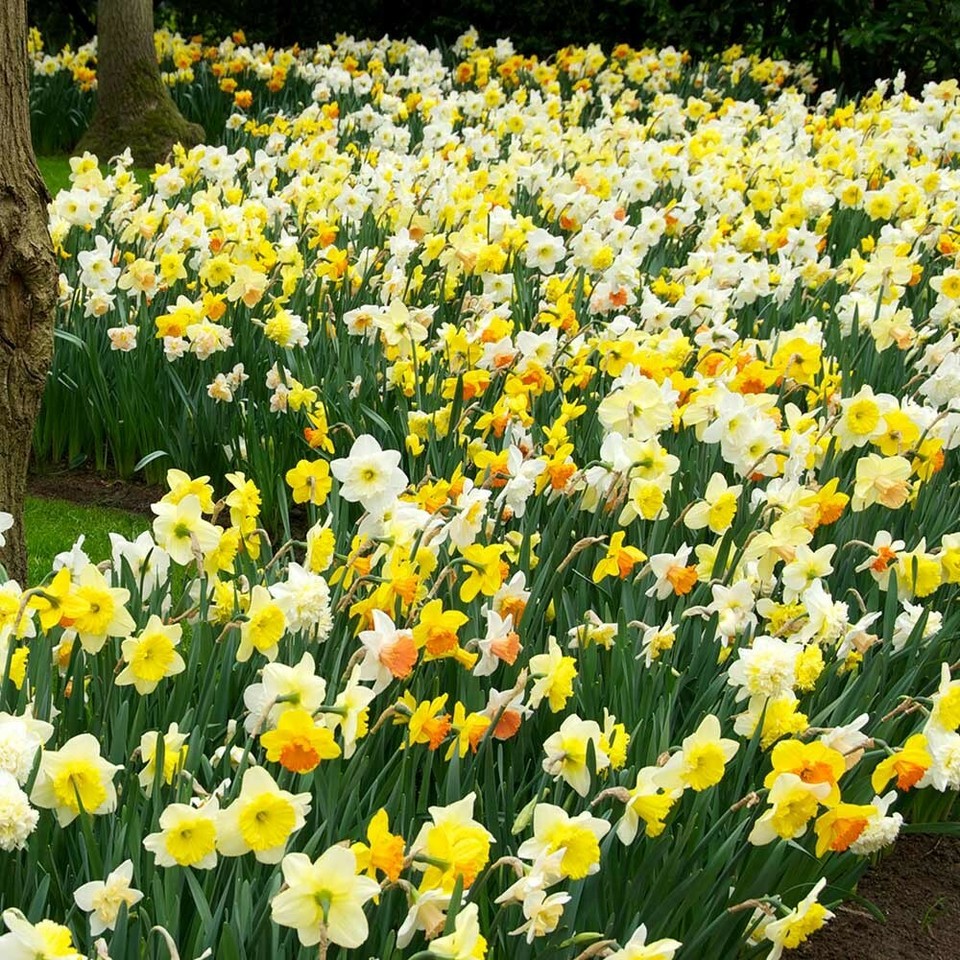 Mixed Cornish Daffodil Flower Bulbs.Beautiful Early Spring Flowers ...