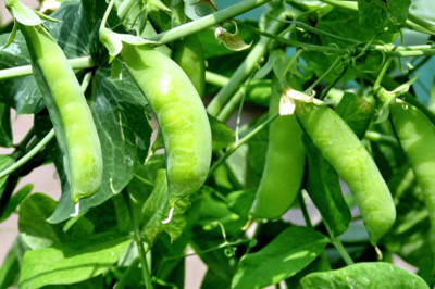 Sugar Snap Pea Seeds, Original Snap Pea, NON-GMO, Heirloom, FREE ...