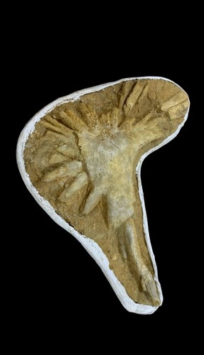 Prehistoric original 100% turtle shoulder fossil Rare | eBay