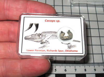 Permian fossil Richards Spur Oklahoma CACOPS amphibian vertebra rare #2 ...