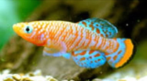Killifish NOTHOBRANCHIUS RACHOVII BEIRA 98 Killi Egg Tropical Fish 30 ...