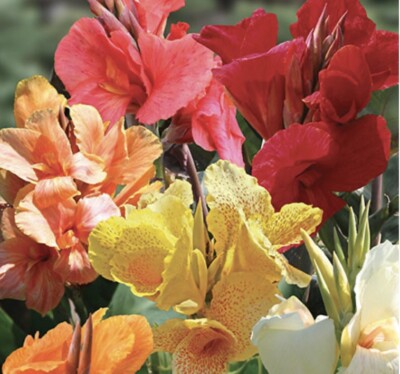 5 Canna Lily Rhizome Bulbs “ Variety Pack” Mix Lot Of Colors 100% ...