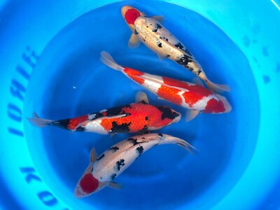 1 Qty - 18-20” Assorted HQ JAPANESE Koi live fish standard fin A1koi | eBay