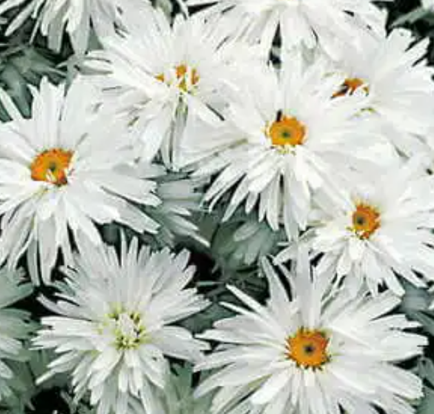 Daisy CRAZY DAISY Shasta Unique Frilly Flowers White Perennial Non-GMO ...