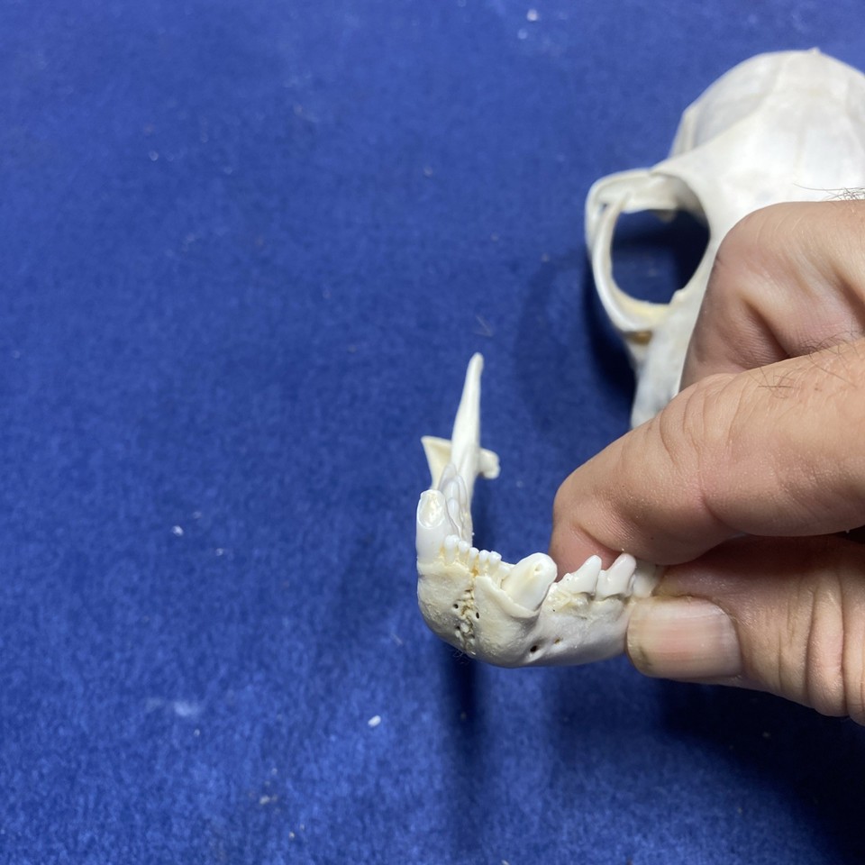 1 Real Wild Bobcat Skull Taxidermy Art Craft hunting Bone Skeleton ...