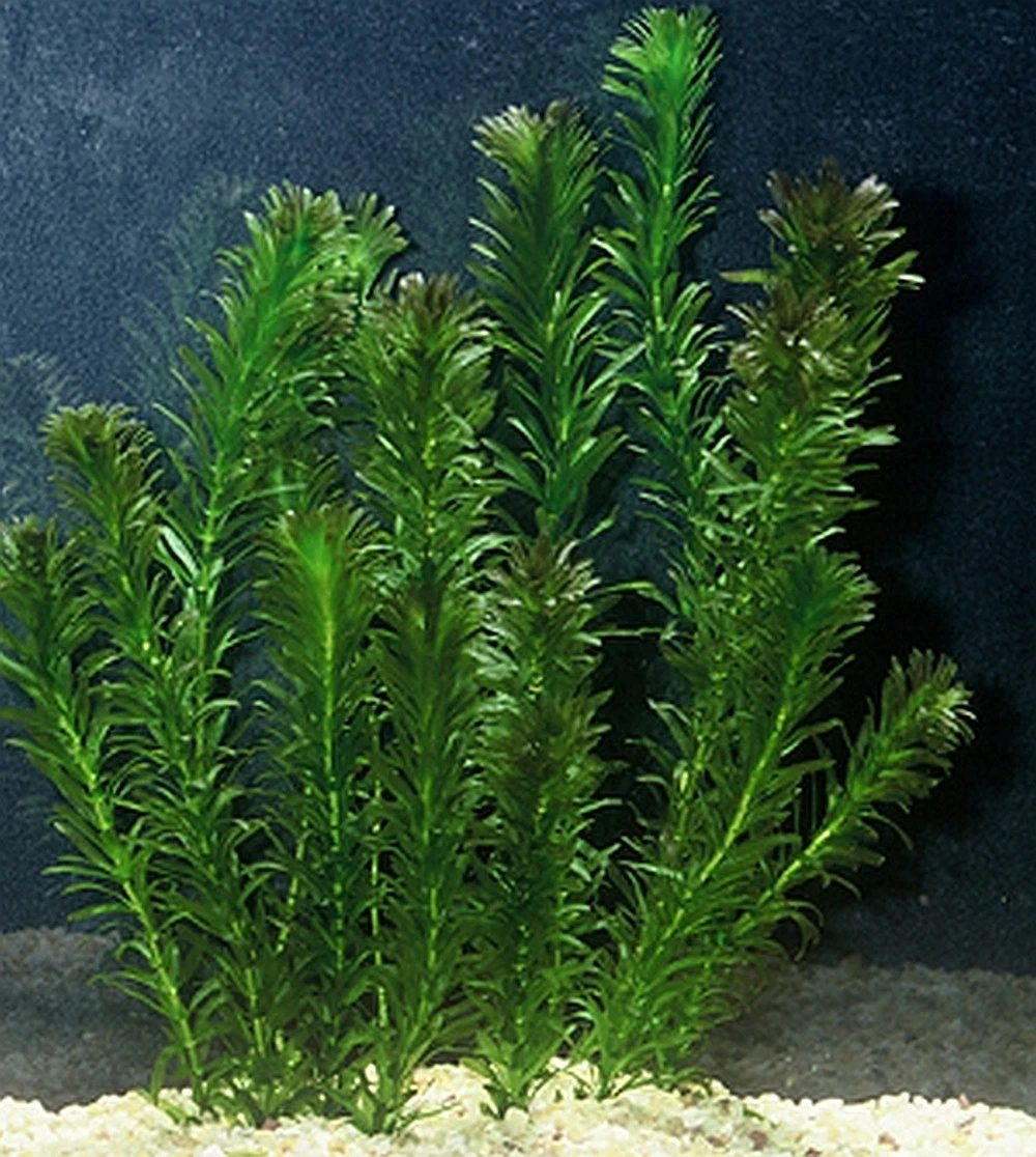 Egeria Densa Aquarium