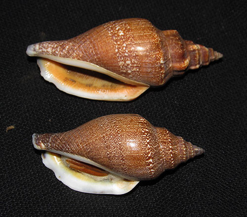48,58 mm 2 Pcs BROWN PATTERN Strombus Labiatus Conch Seashell Phuket ...