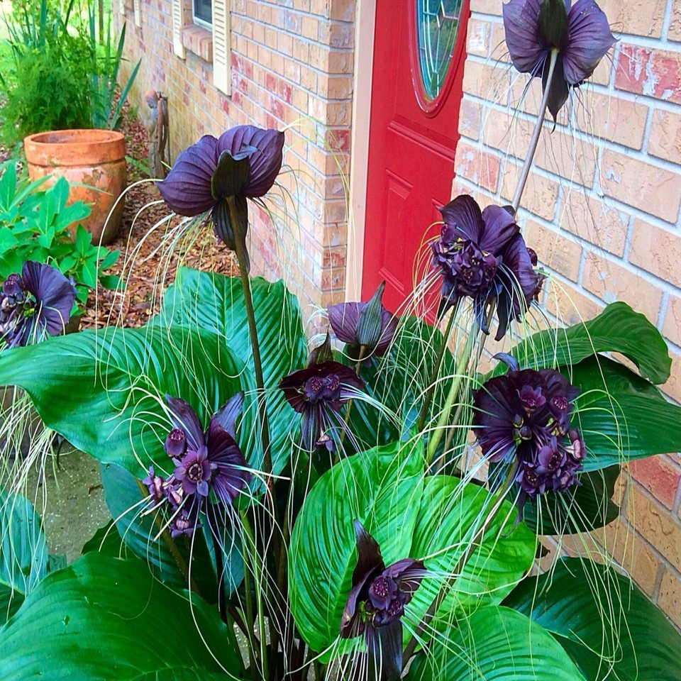Black Bat Orchid Flower Seeds (Tacca chantrieri) RARE Tropical Garden ...