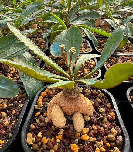 LiveSucculent Plant Euphorbia subapoda Own Root Random Garden 1PCS ...