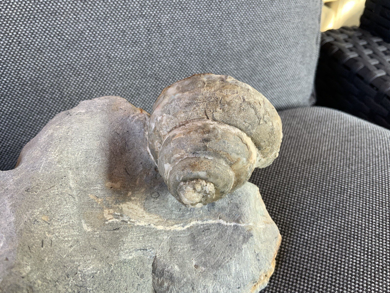 Double Shell / Gastropod Sp Fossil, Osmington Mills, Dorset ...