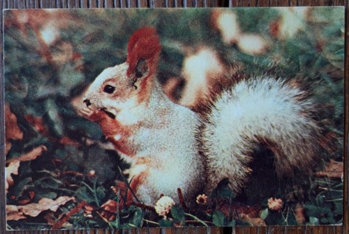 Soviet Animal postcard 1969 - Moscow ZOO, Squirrel | eBay