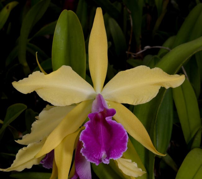 C. Luminosa 'Sun God' 4N x self, Seedling , Rare Orchid, Real Houseplant | eBay