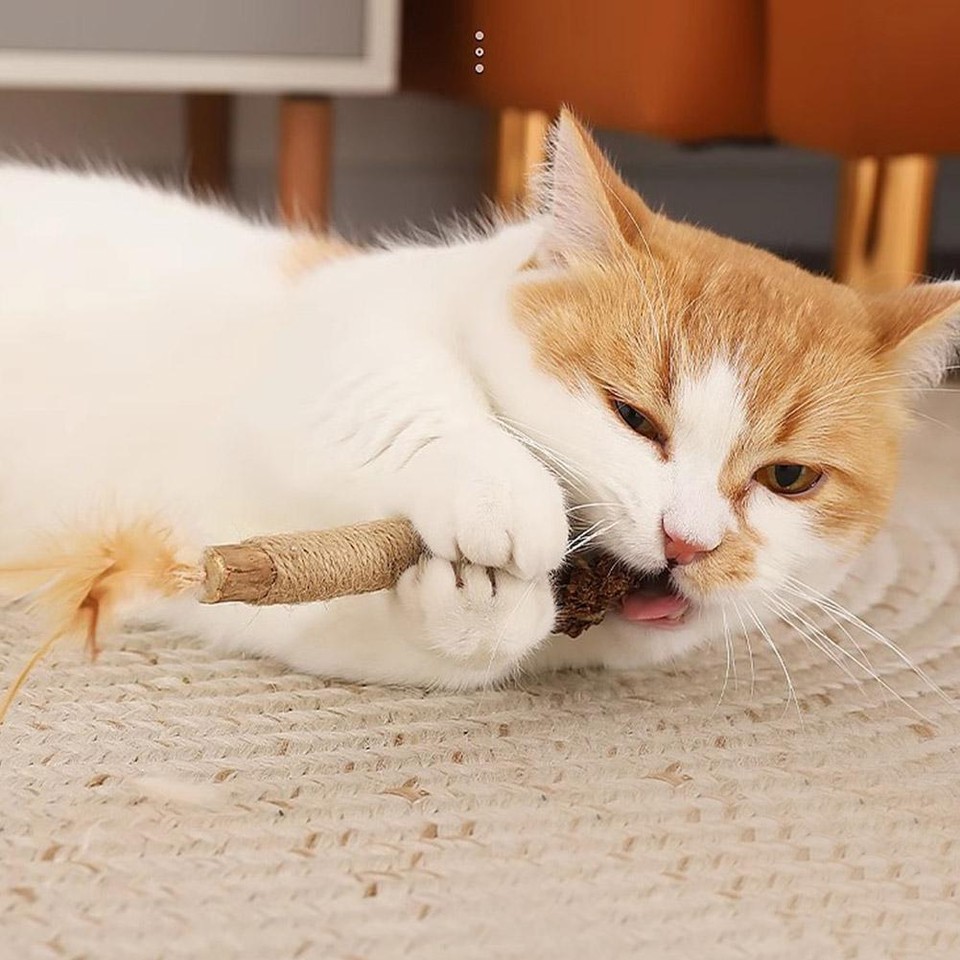 1-5PCS Kitten Teething Chew Toys Natural Chew Sticks for Pet Teeth ...