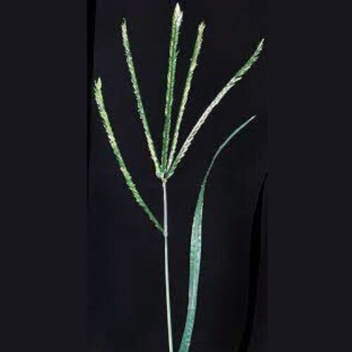 50g Dried Goose Grass Paragis Plant Eleusine Indica Herb Natural ...