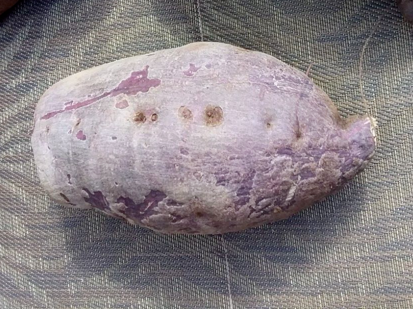 NO STOCK 10 rare deep purple flesh & skin sweet potato CUTTINGS | eBay ...