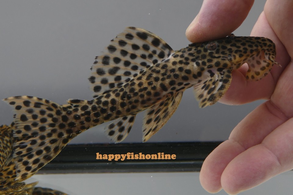 BREEDING PAIR OF L172a GOLDEN VAMPIRE PLECOS! YOUNG ADULT LIVE FISH! WC ...