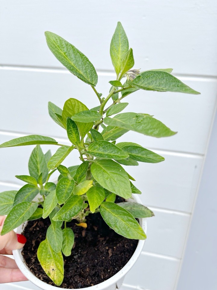 2x Pepino melon Ginseng fruit 10” tall pottered rooted live plant 人参果苗 ...