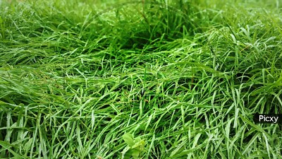 DOOB GRASS, DURVA GRASS, POOJA GRASS : 500G FREE EXPRESS POST | eBay ...