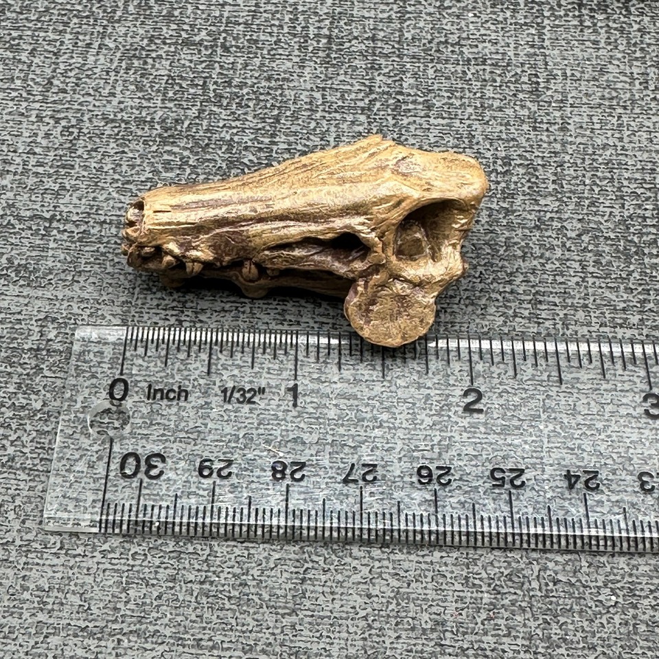 RARE Detailed Prehistoric Dinosaur Mammal Replicas Skull PVC Figure You ...