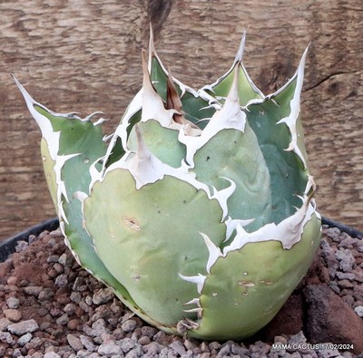 D3106 AGAVE TITANOTA OTEROI COMPACT FORM pot18-H11-W12 cm MaMa Cactus ...