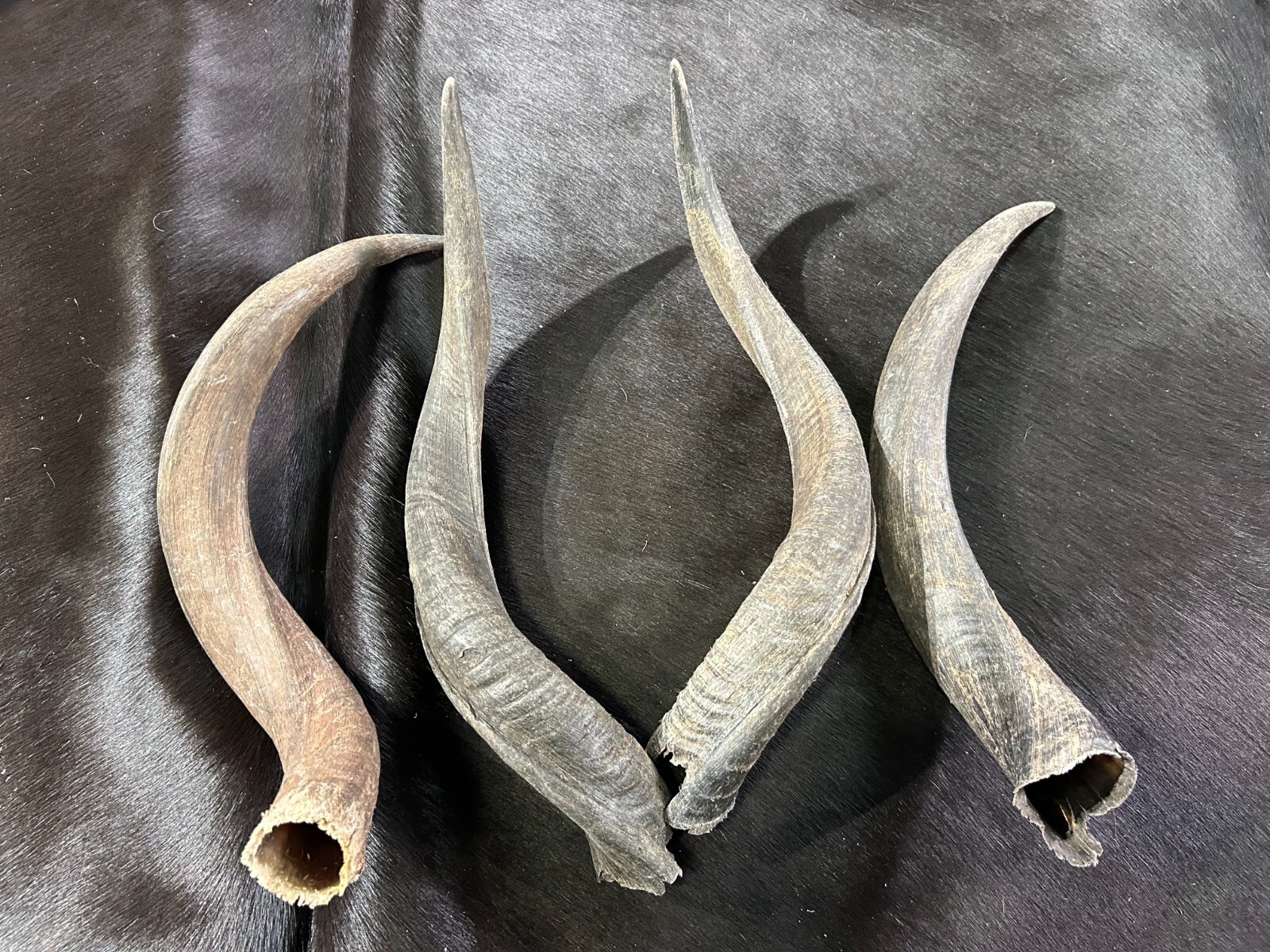 Kudu Horn, 1 Natural Kudu Antelope Horn, big dog chew, Deer Horn ...