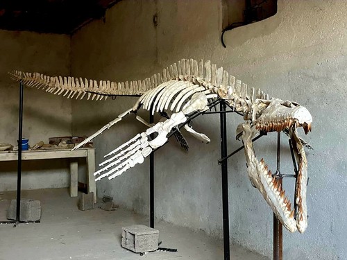 193-Inch Complete Mosasaur Skeleton Fossil Original A Prehistoric ...