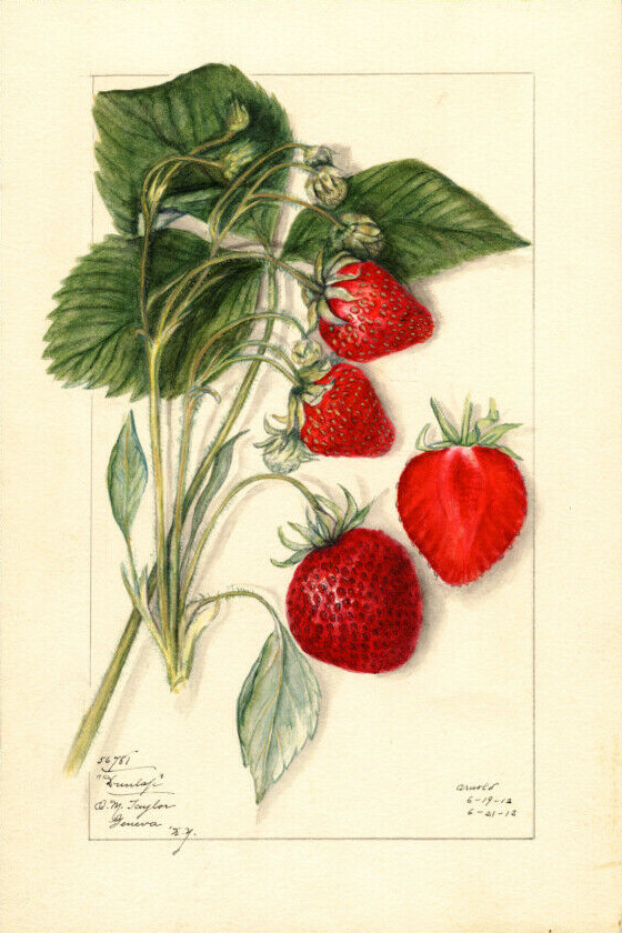 Strawberry Botanical Illustration