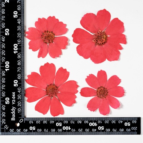 12PCS Real Pressed Dry dyed red Garden Cosmos flower for art, craft ...