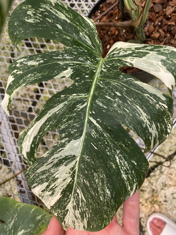 Monstera Albo ~Mint Variegation~ | eBay