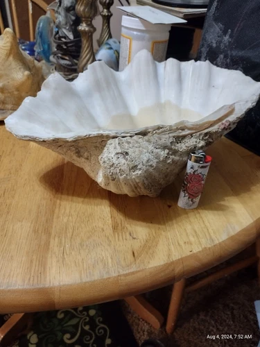 The Most Valuable Seashells (Rarest Sold For $8,000+) - VIP Art Fair